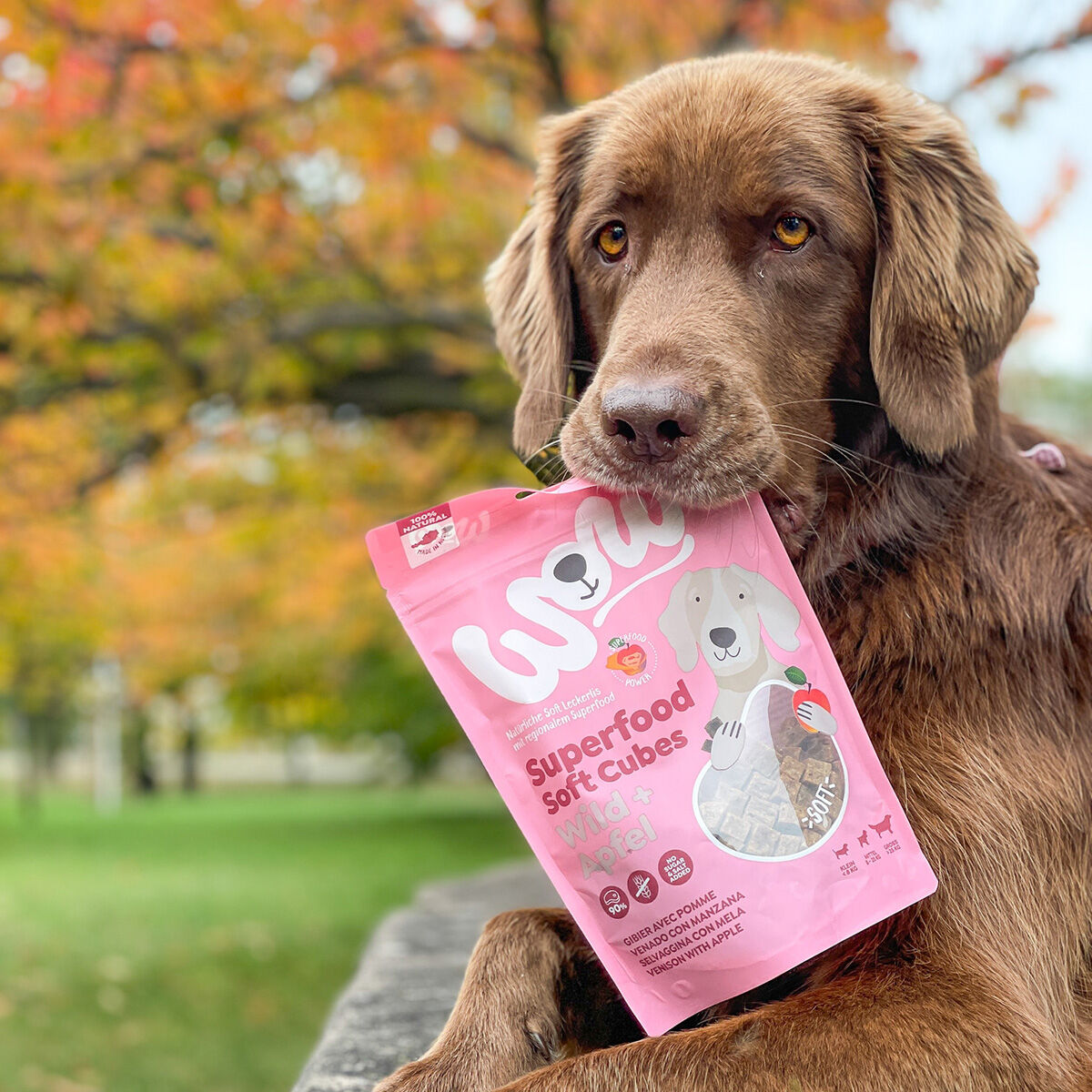 Can I Feed Venison To My Dog
